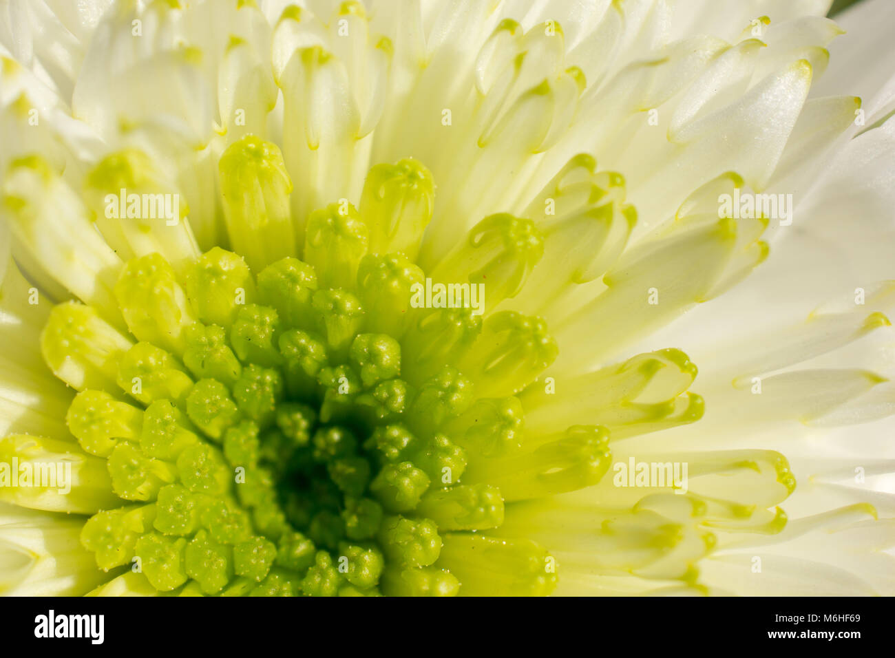 Beautiful colorful natural spring flowers in macro view Stock Photo - Alamy