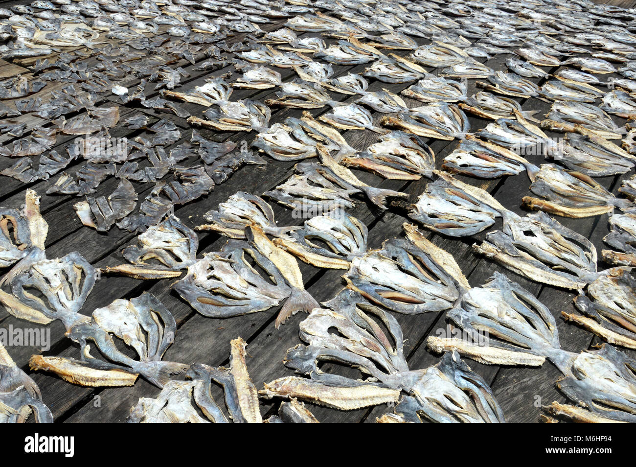 row of dried fish background Stock Photo - Alamy