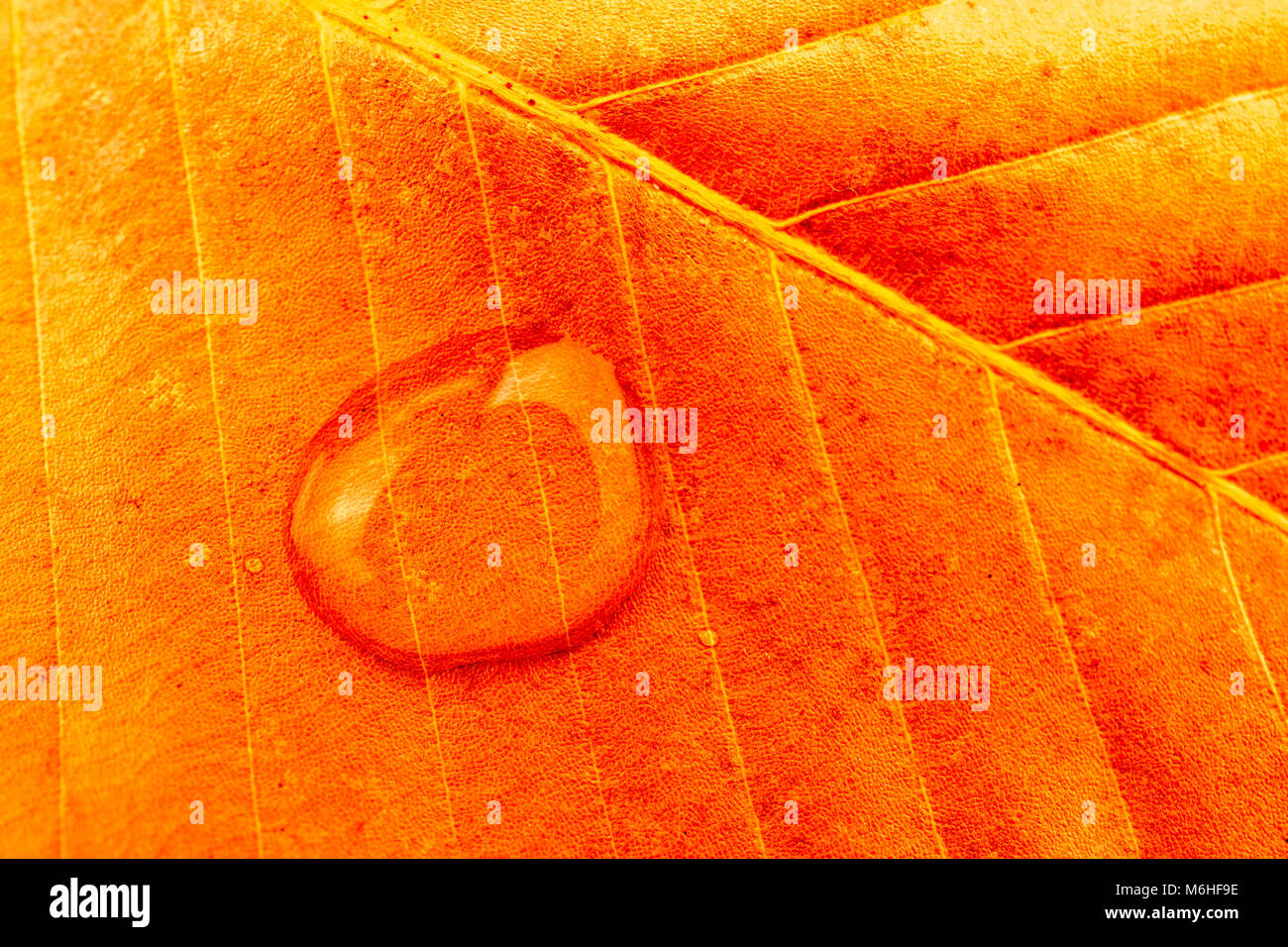 Round water drop in close-up view on dry leaf Stock Photo - Alamy