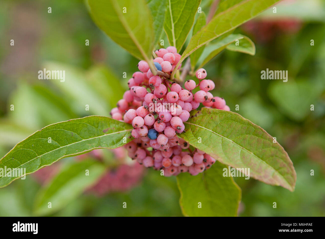 Possumhaw berries (Viburnum nudum) - USA Stock Photo - Alamy