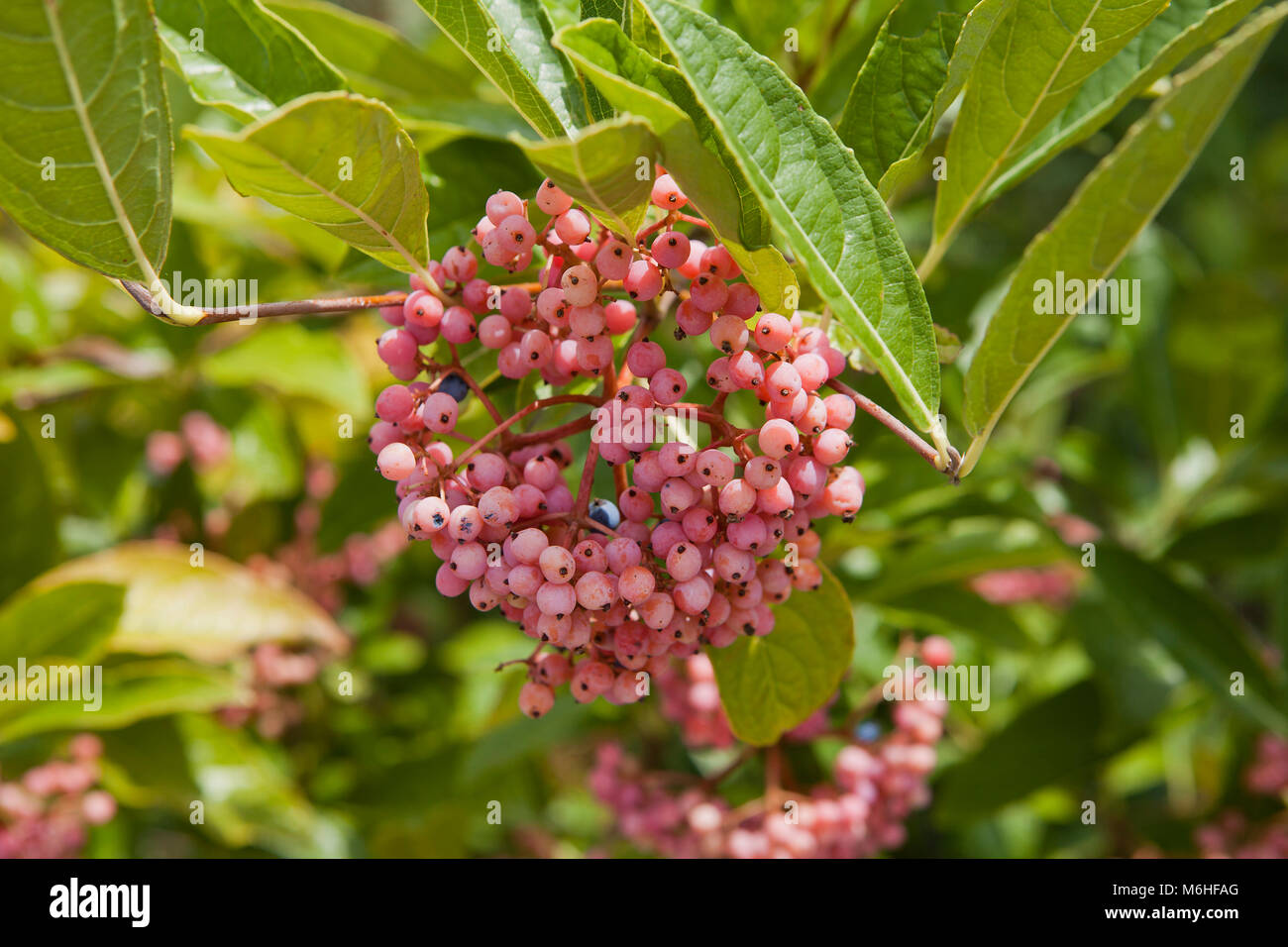 Possumhaw berries (Viburnum nudum) - USA Stock Photo - Alamy