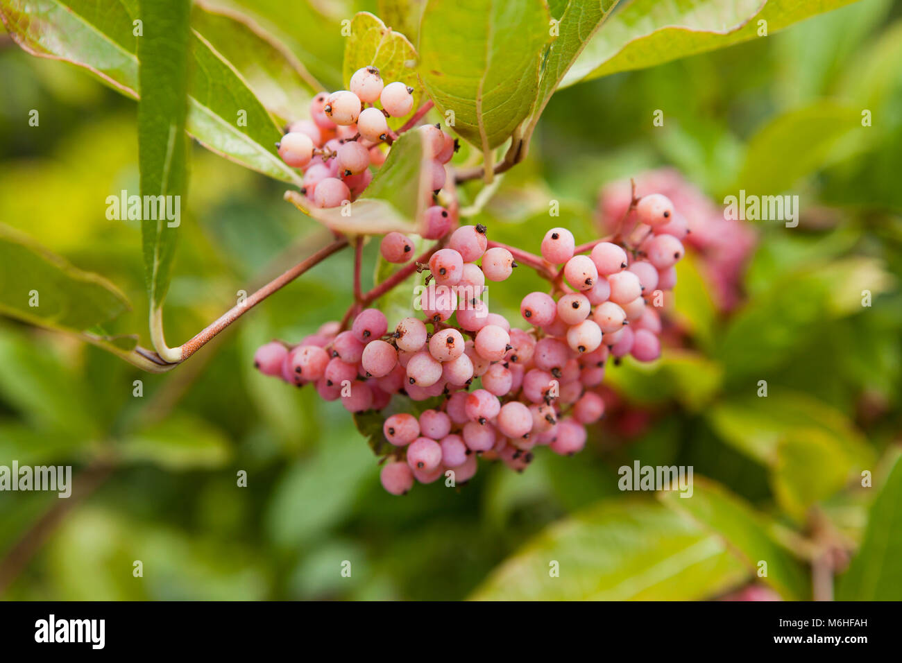 Possumhaw berries (Viburnum nudum) - USA Stock Photo - Alamy