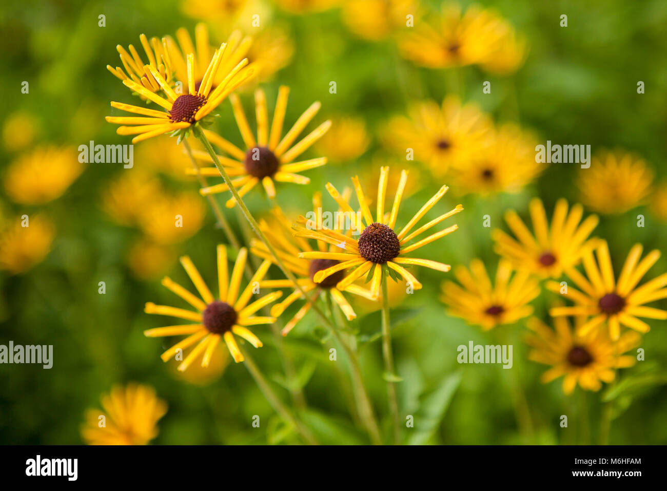 Sweet coneflower (Rudbeckia subtomentosa Stock Photo - Alamy