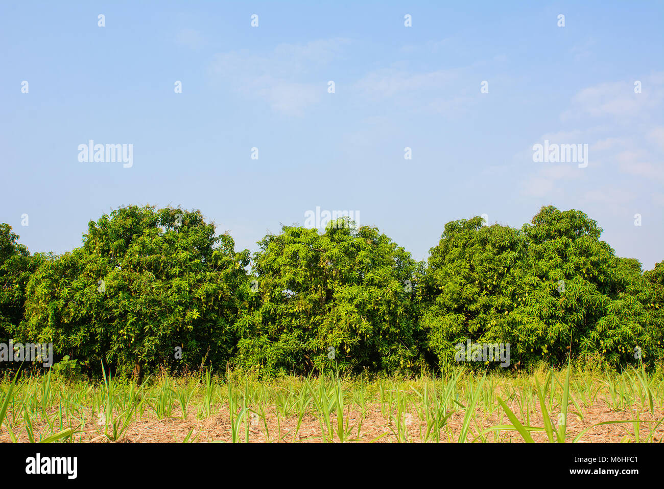 Mango field,mango farm with mango fruits hanging, against blue sky ...