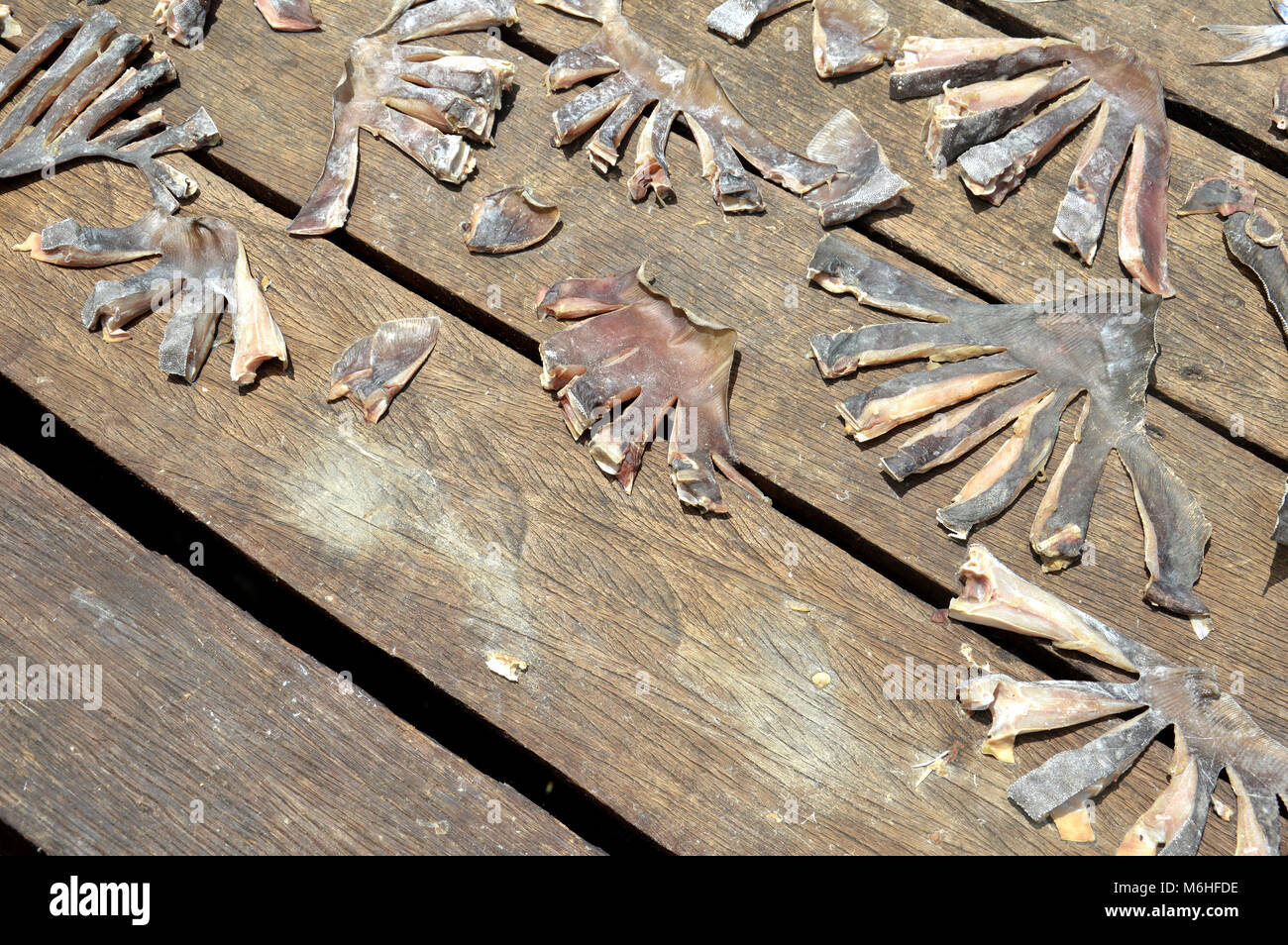 Dead stingray hi-res stock photography and images - Alamy