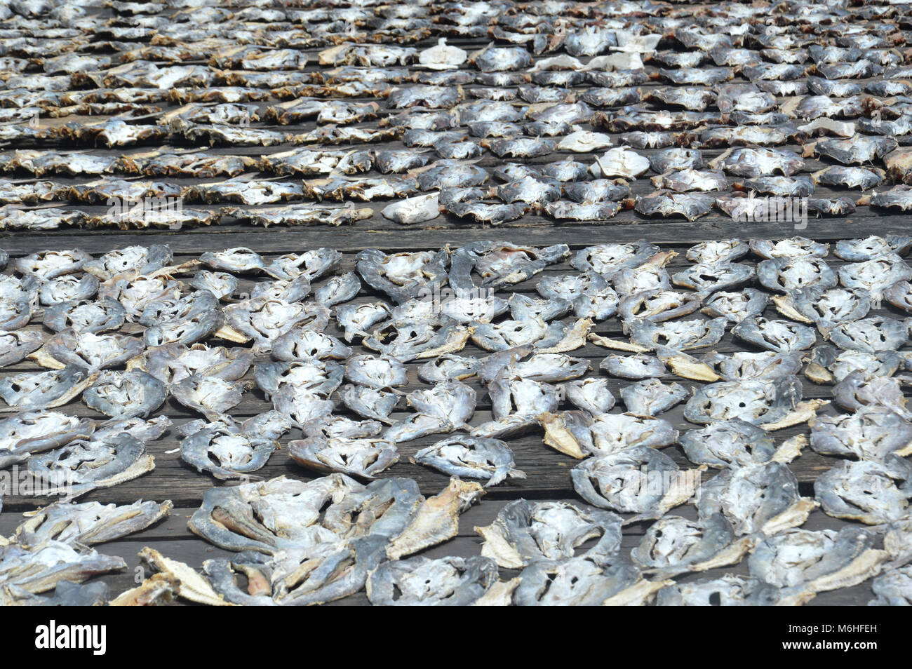 row of dried fish background Stock Photo - Alamy