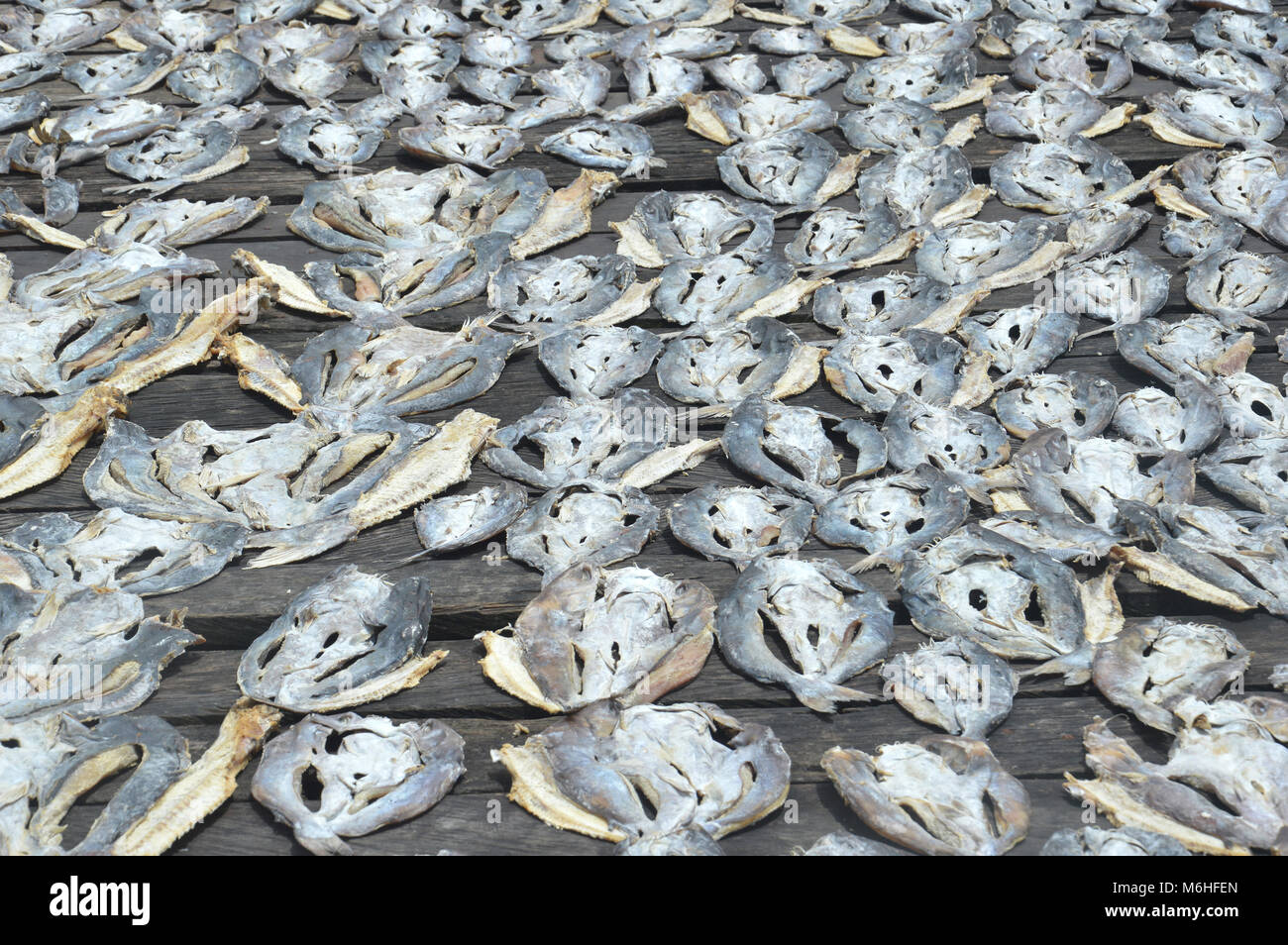 row of dried fish background Stock Photo - Alamy