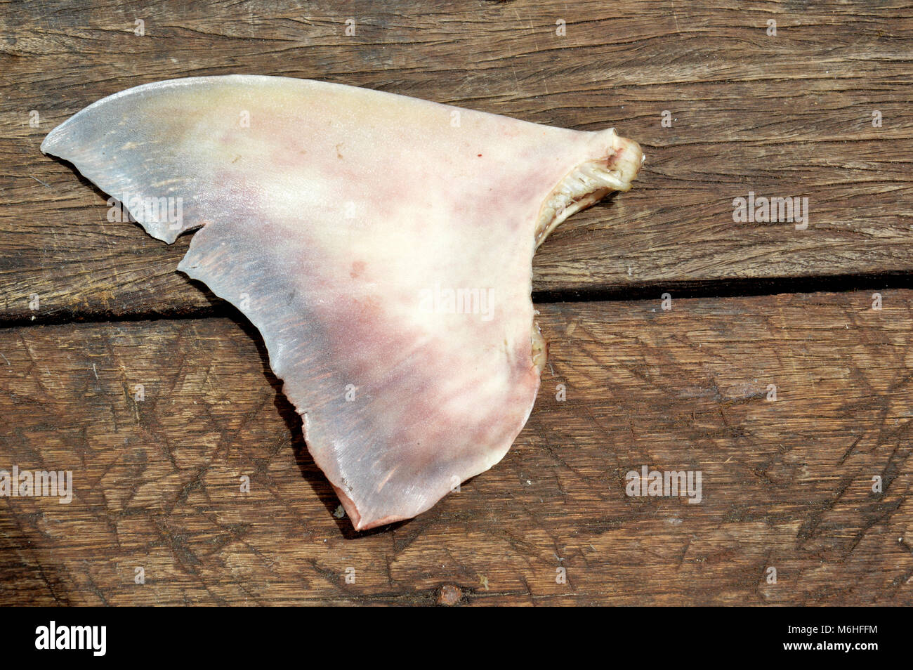 shark fin dried in the wood Stock Photo - Alamy