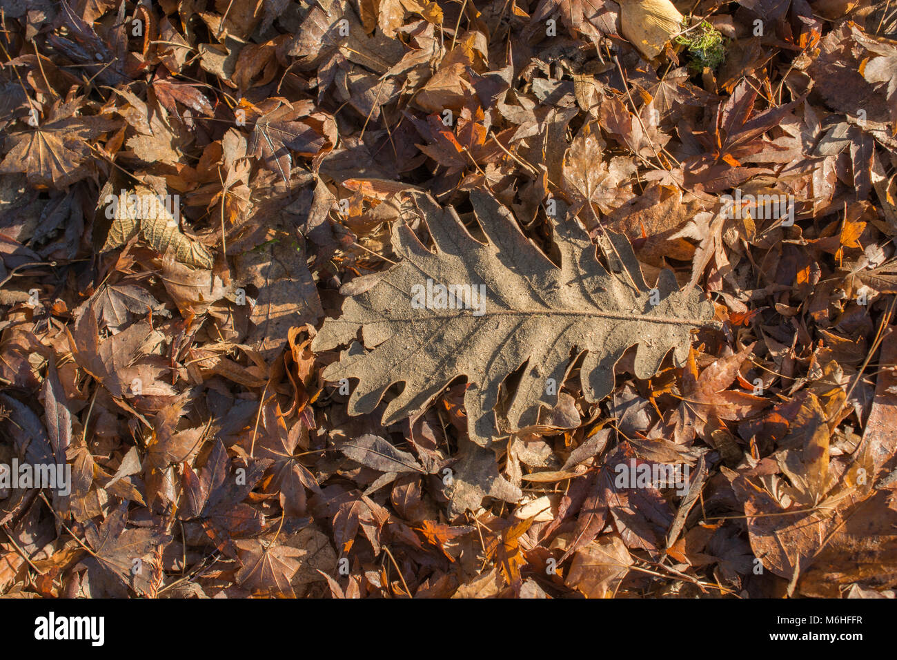 Texture background of autumn season with leaves Stock Photo - Alamy