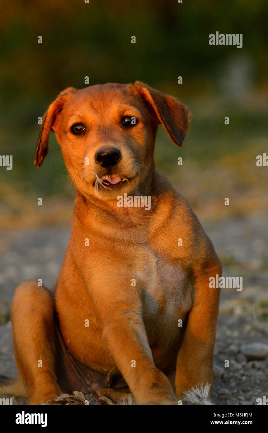 Maasai dog hi-res stock photography and images - Alamy