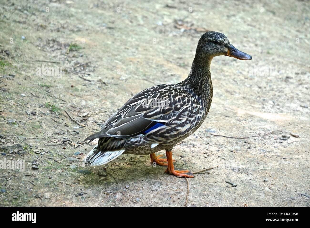 Feral mallard duck hi-res stock photography and images - Alamy