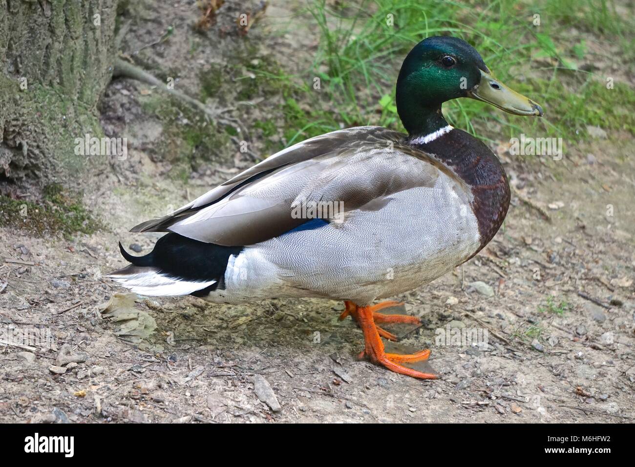 Male mallard (Anas platyrhynchos). The male birds (drakes) have a ...