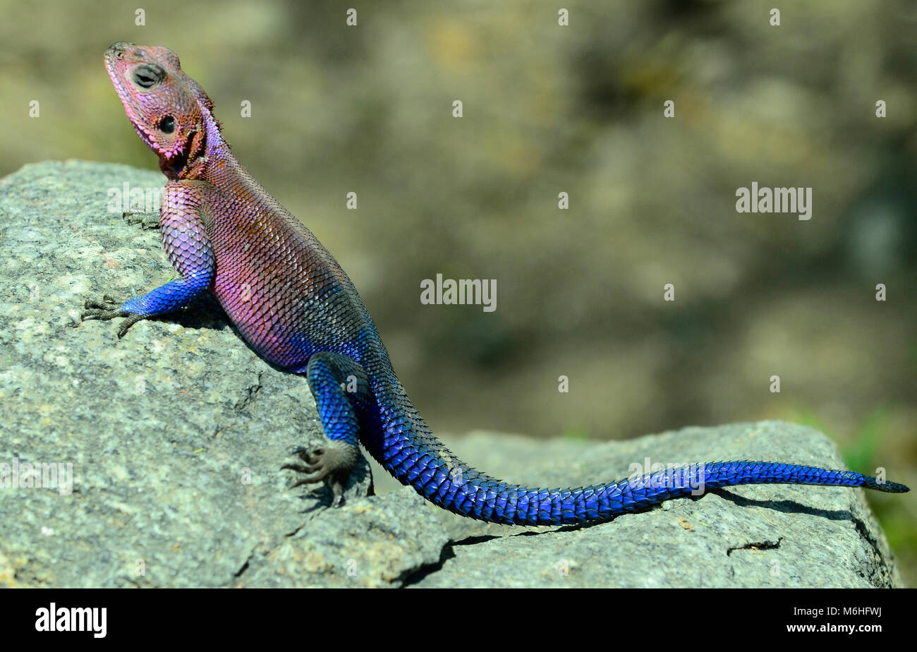 Serengeti National Park in Tanzania, is one of the most spectacular ...