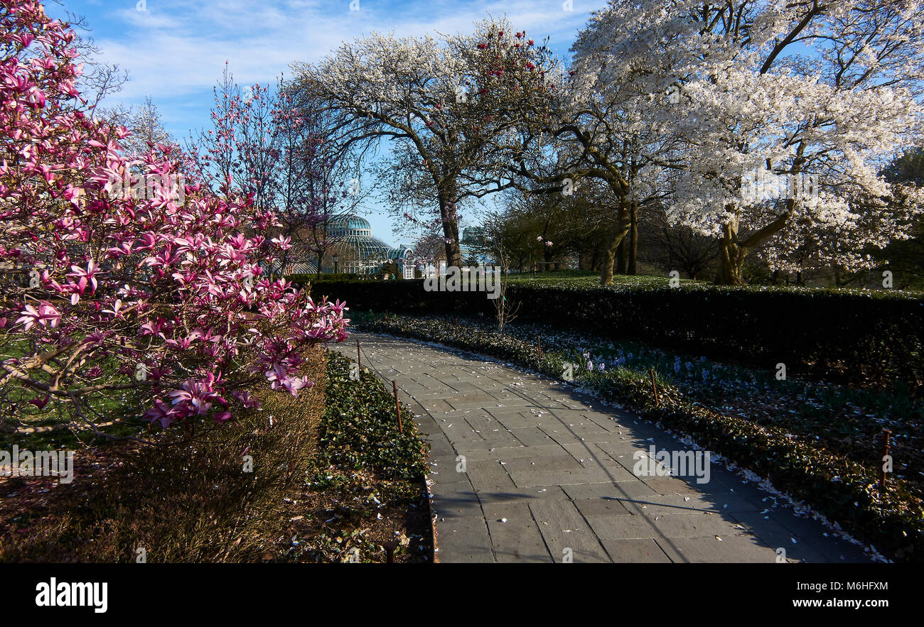 cherry blossom at the Brooklyn Botanic Garden Stock Photo - Alamy