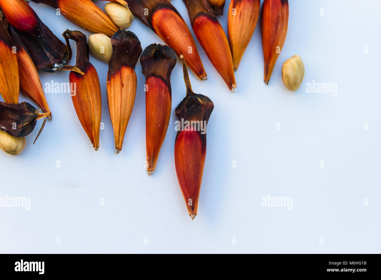 fruit of the araucaria Stock Photo - Alamy