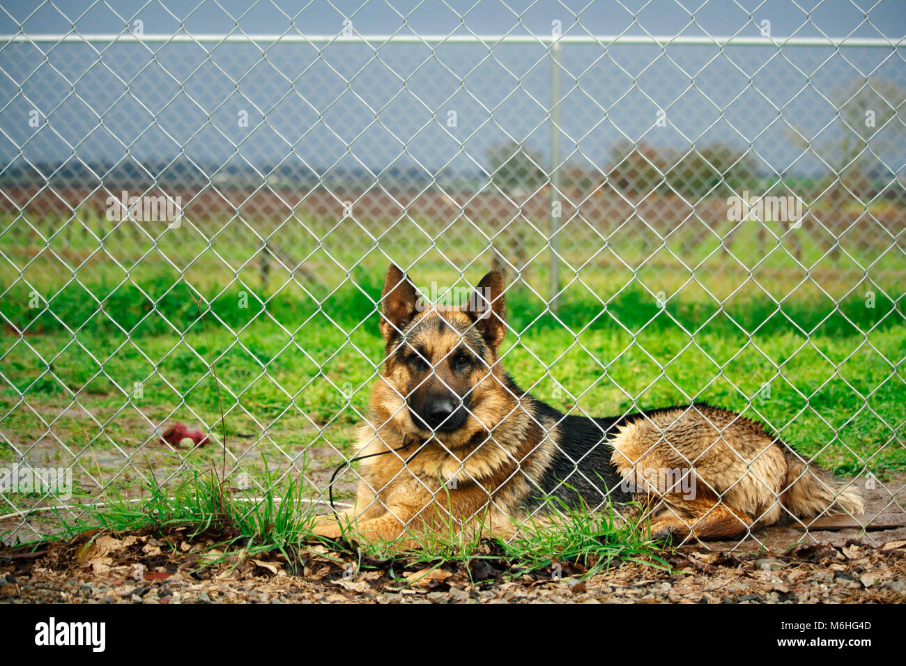 Grey german shepherd hi-res stock photography and images - Alamy