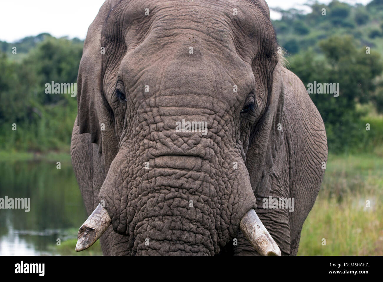 Close up elephant broken tusk hi-res stock photography and images - Alamy