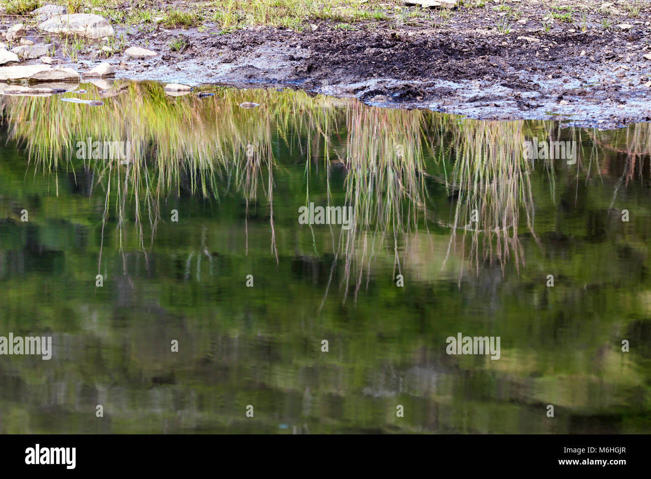 Close up abstract view of patterns reflections on wild animal watering ...