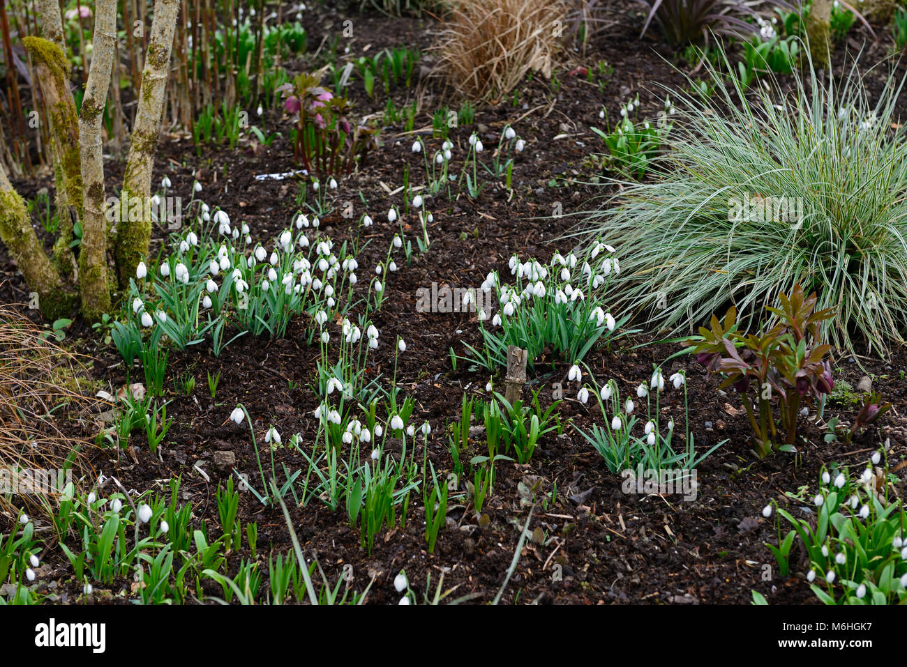 Flowering grasses hi-res stock photography and images - Alamy