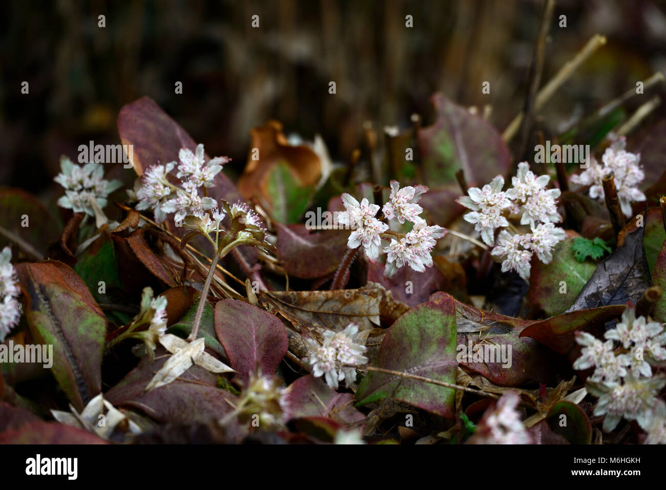 Chrysosplenium macrophyllum,winter,flowers, flowering,creeping ...