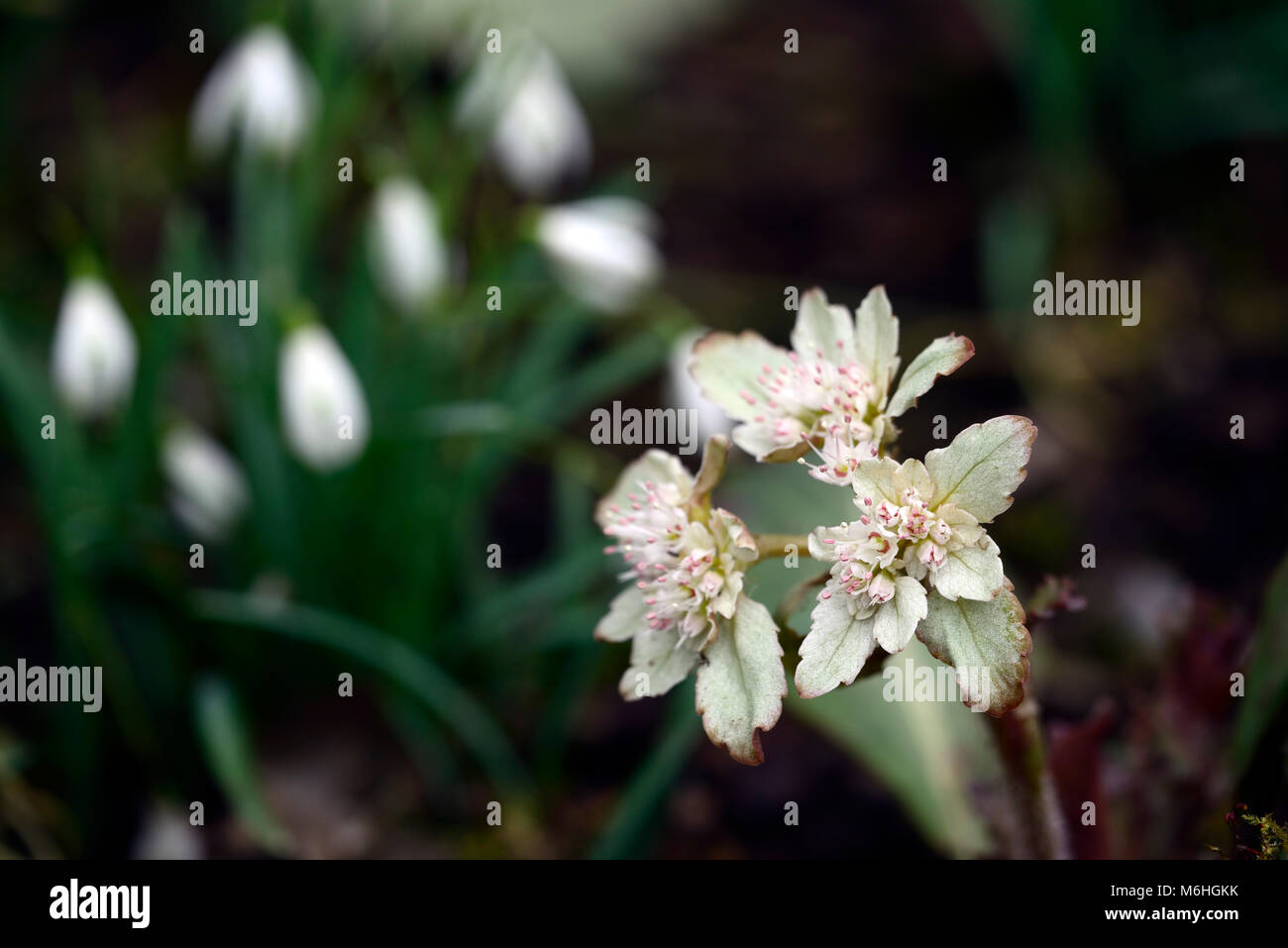 Saxifrages hi-res stock photography and images - Alamy
