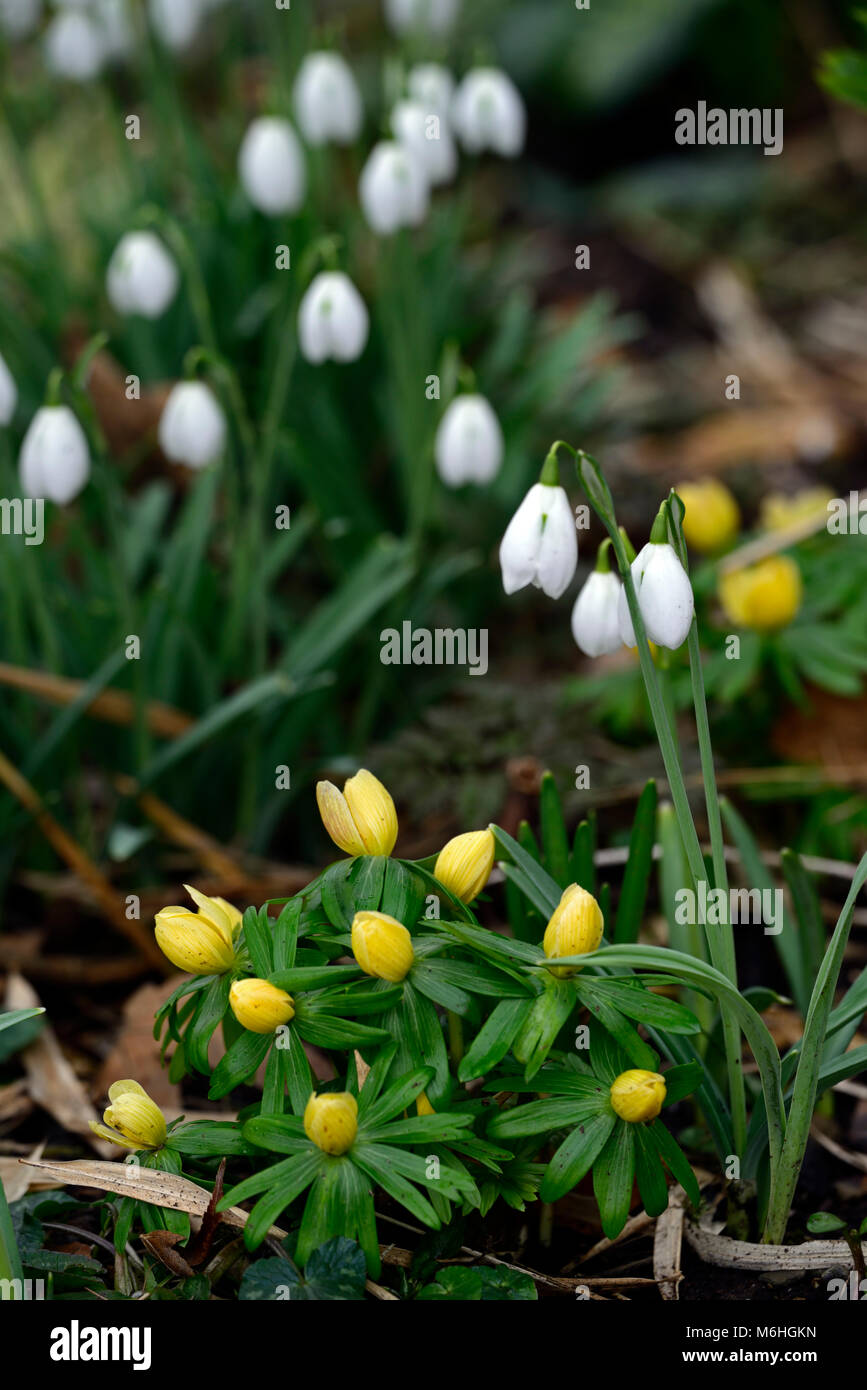 Eranthis hyemalis Schwefelglanz,yellow,flower,flowers,flowering,yellow ...