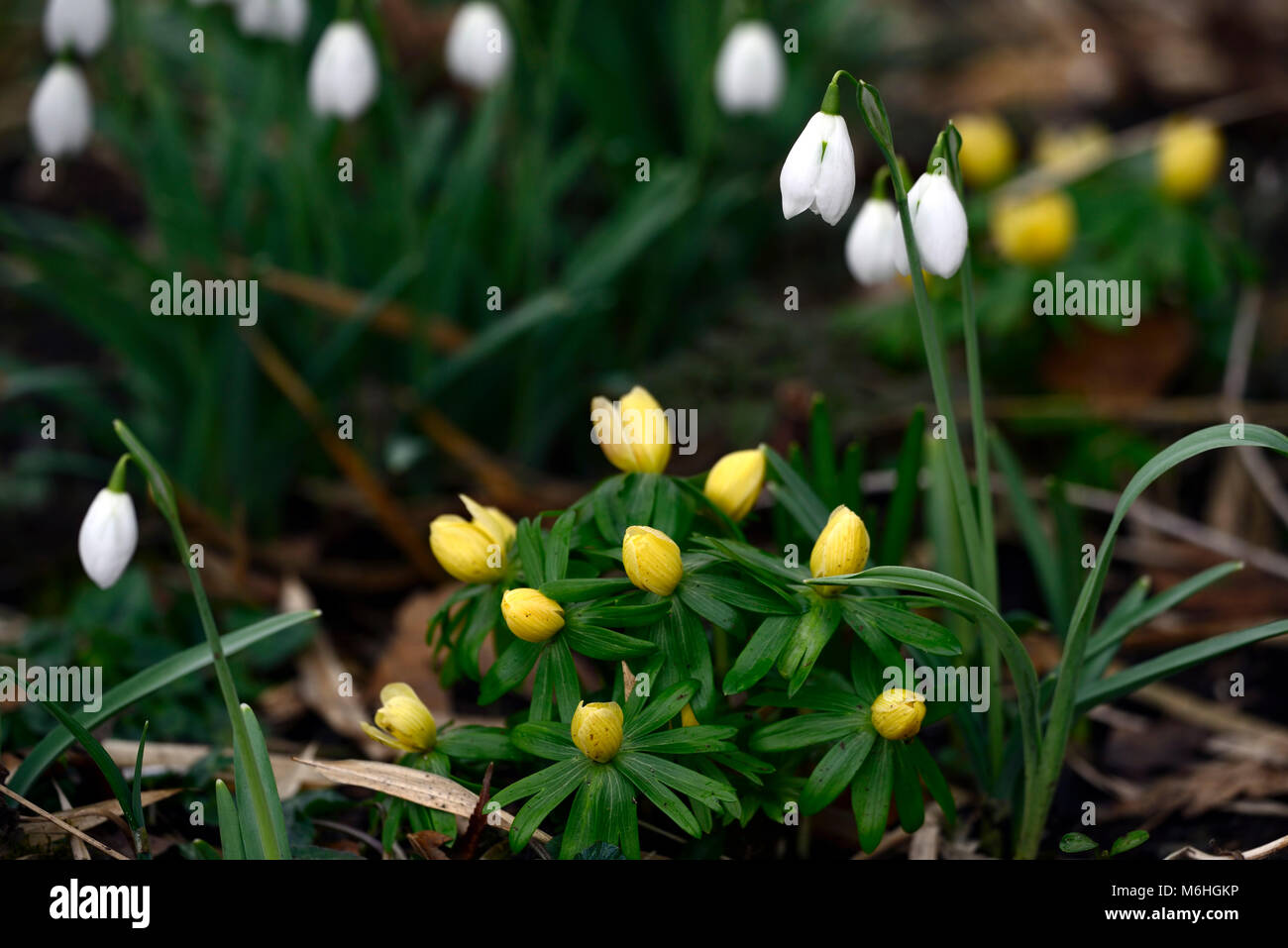 Eranthis hyemalis Schwefelglanz,yellow,flower,flowers,flowering,yellow ...