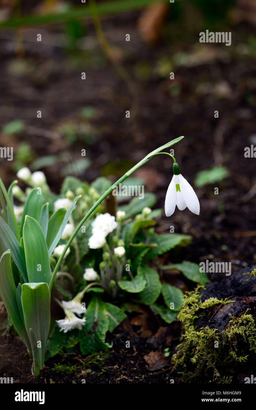 Galanthus comet hi-res stock photography and images - Alamy
