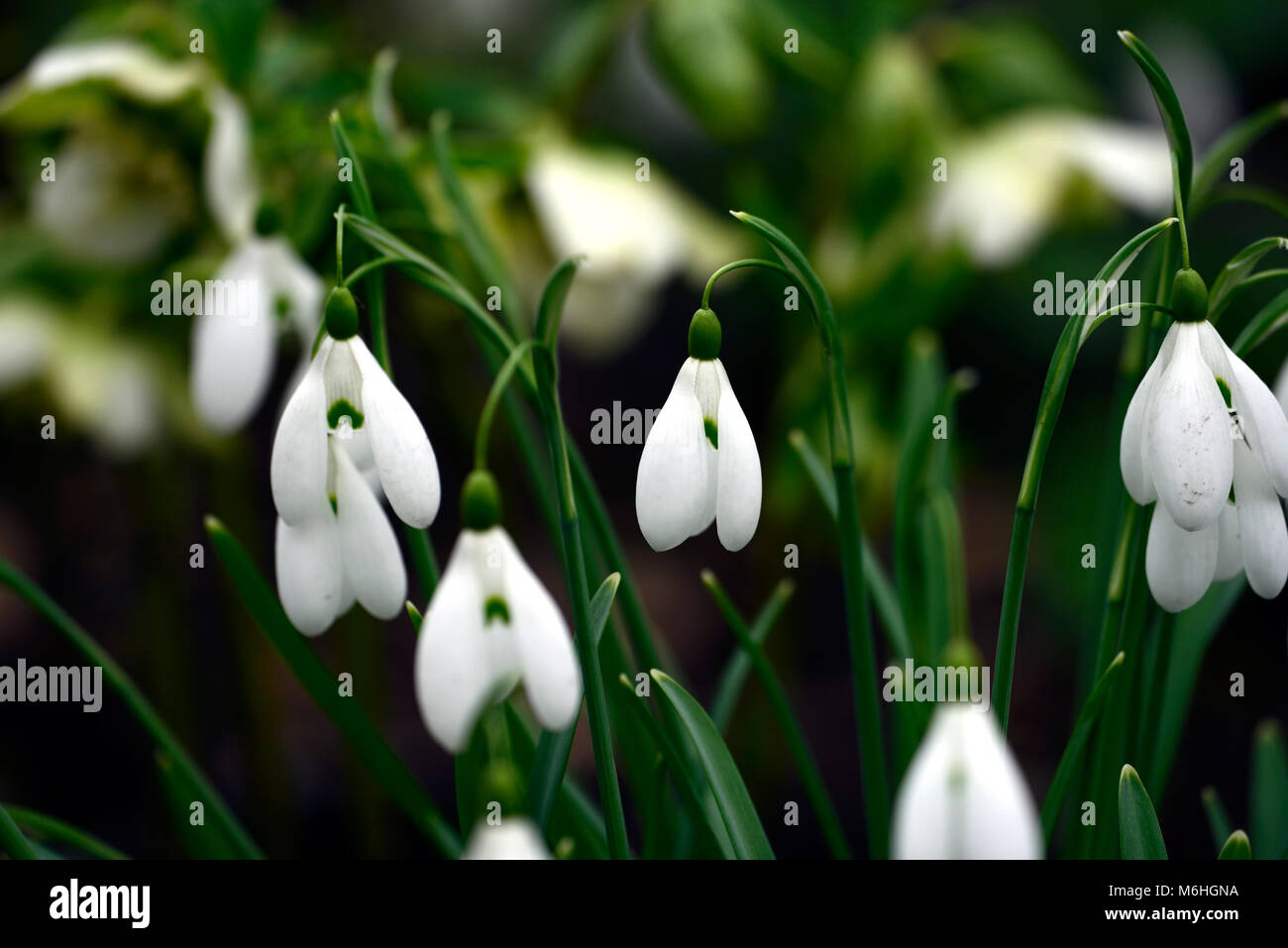 galanthus magnet,snowdrop,snowdrops,spring,flower,flowers,flowering ...