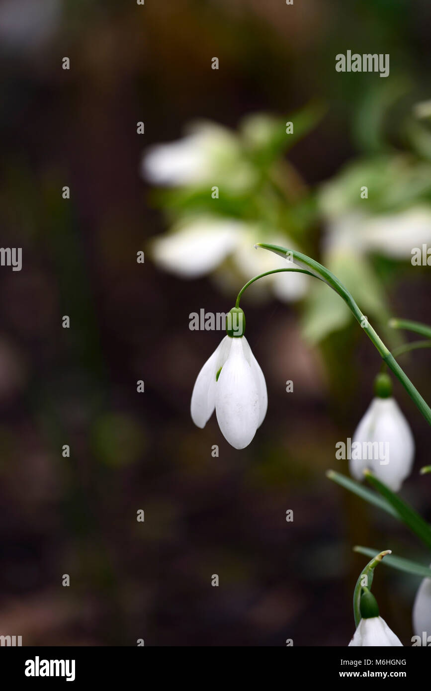 galanthus magnet,snowdrop,snowdrops,spring,flower,flowers,flowering ...