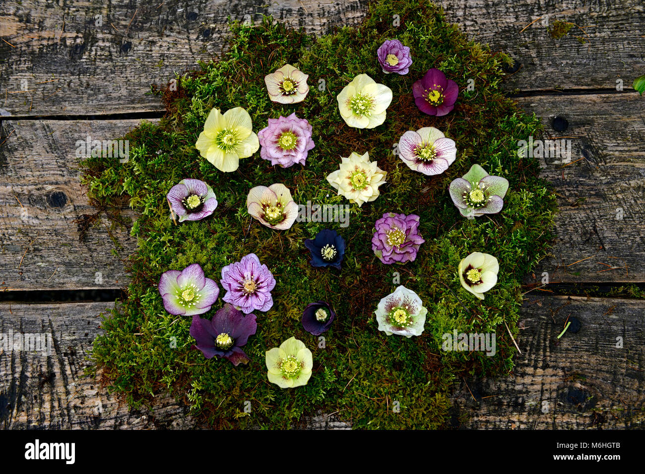 Cream and pink hellebores hi-res stock photography and images - Alamy