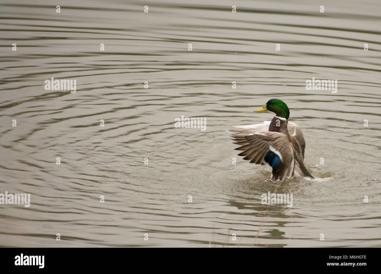 Duck grooming itself in water Stock Photo - Alamy