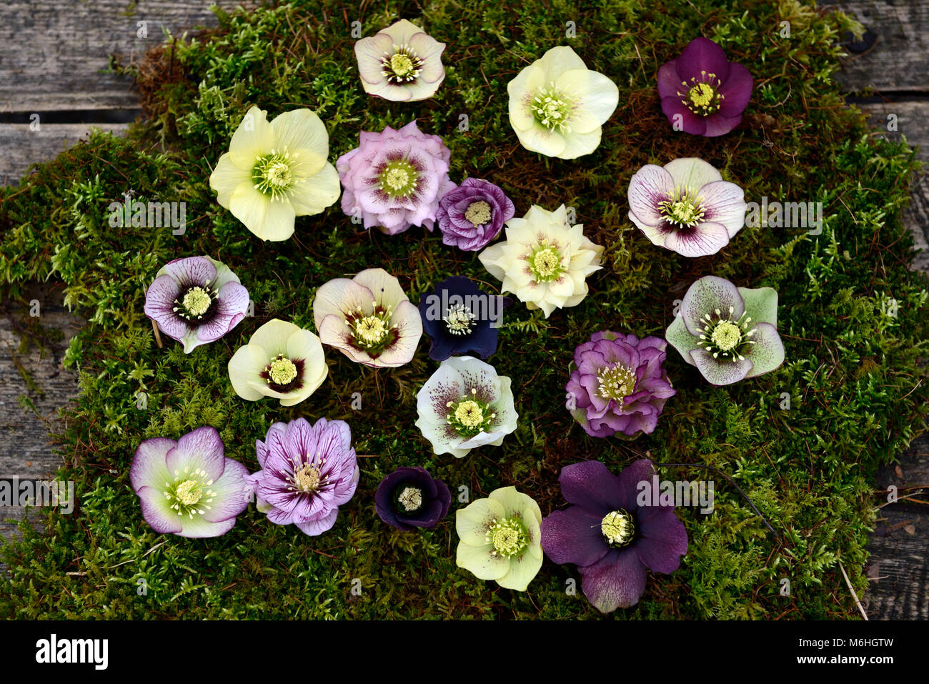 Cream and pink hellebores hi-res stock photography and images - Alamy