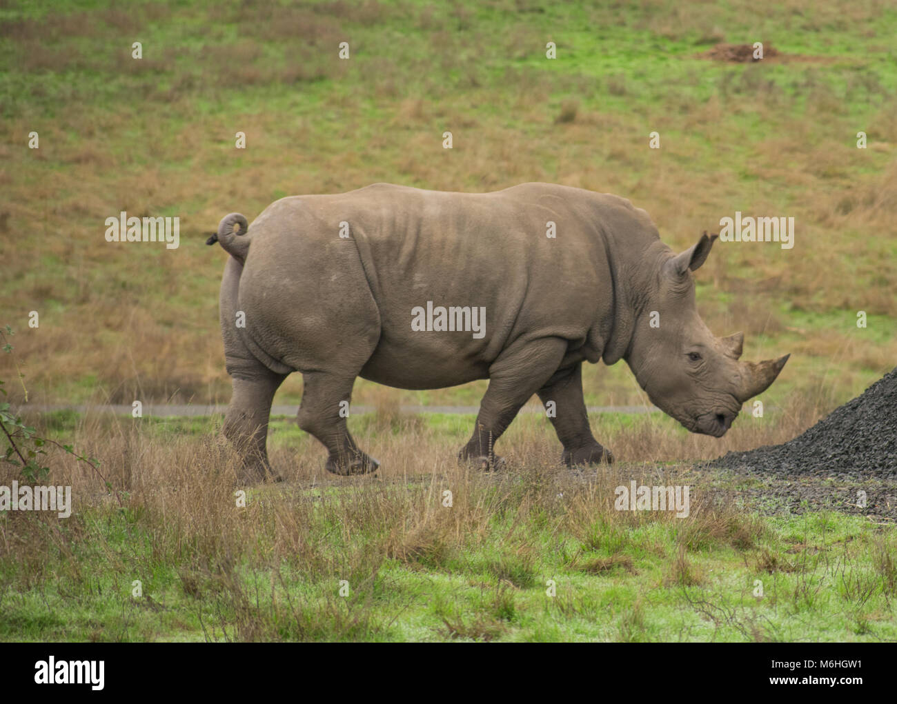 Profile of rhino Stock Photo - Alamy
