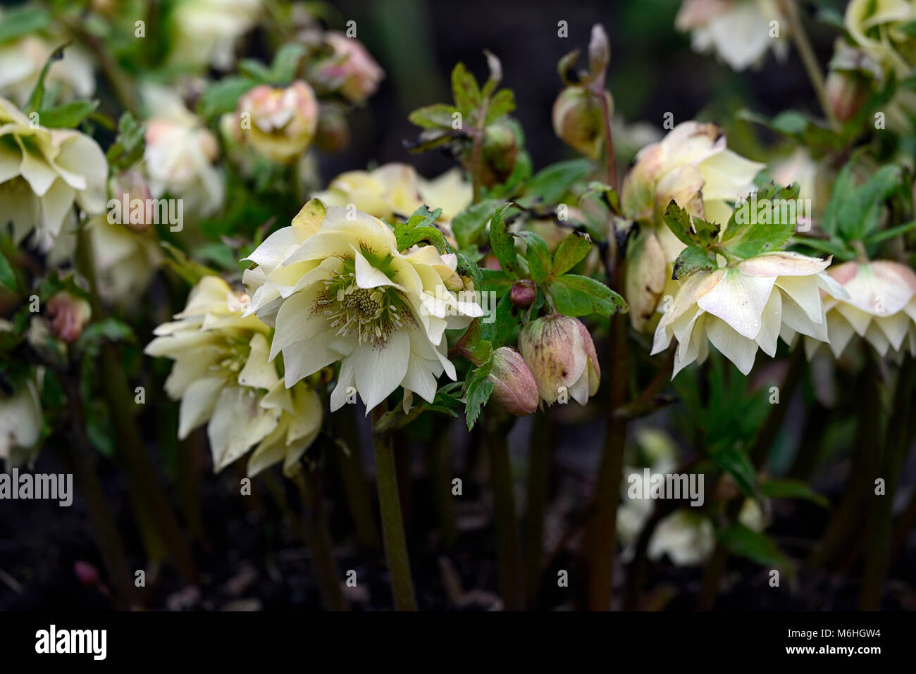 Hellebore,Hellebores,helleborus,double flowers,picotee,cream,colour ...