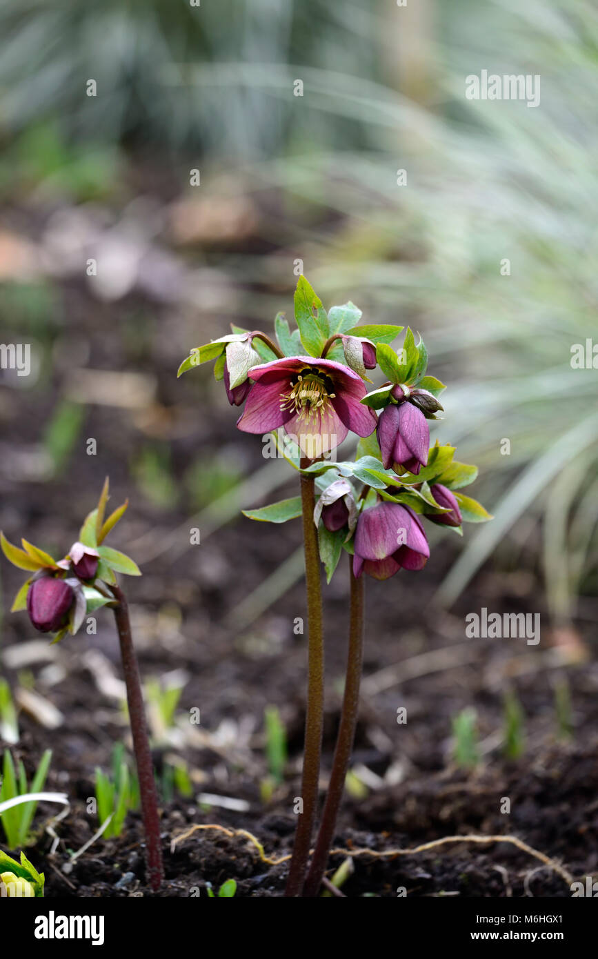 Hellebore,Hellebores,helleborus,picotee,purple,wine,colour,color,hybrid ...