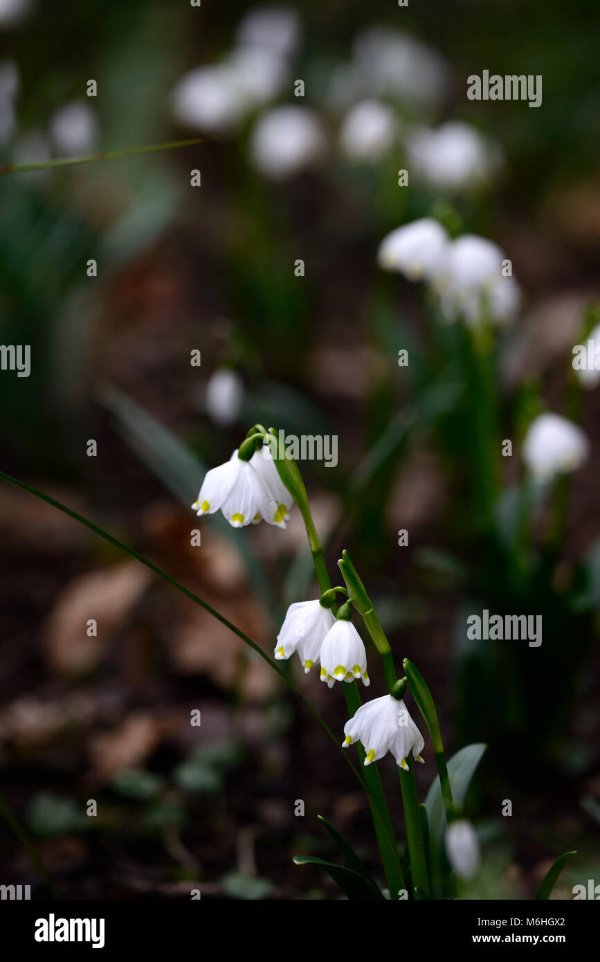 leucojum vernum var carpathicum,spring snowflake,flower,flowers ...