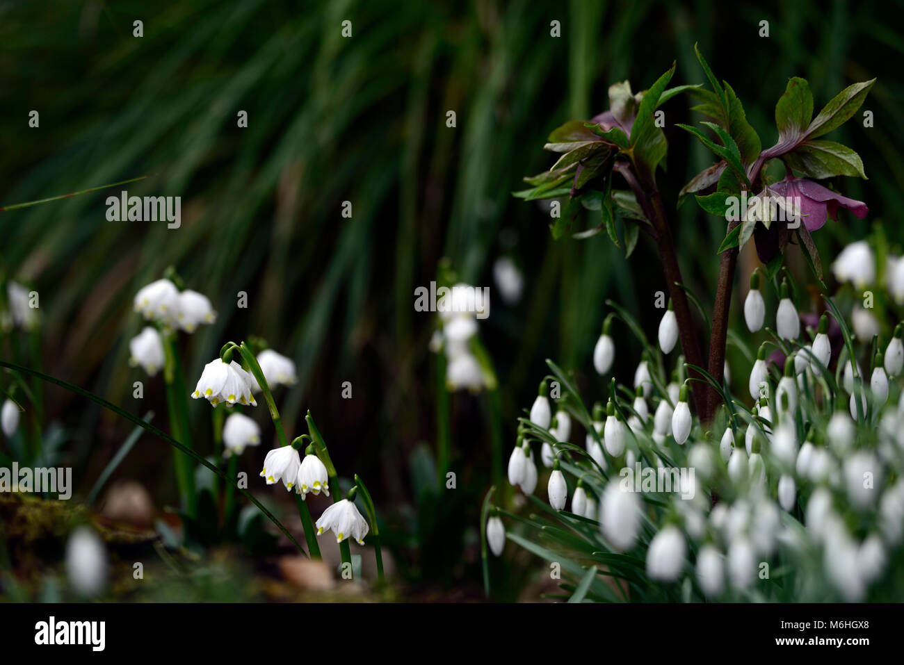 leucojum vernum var carpathicum,spring snowflake,galanthus,snowdrops ...