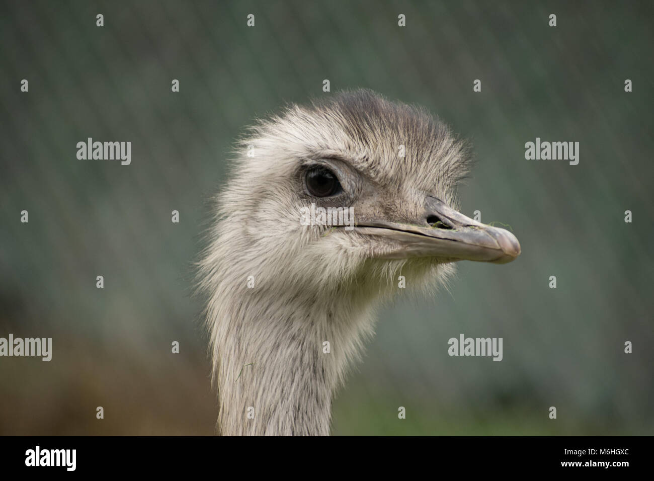 Rhea Americana High Resolution Stock Photography and Images - Alamy