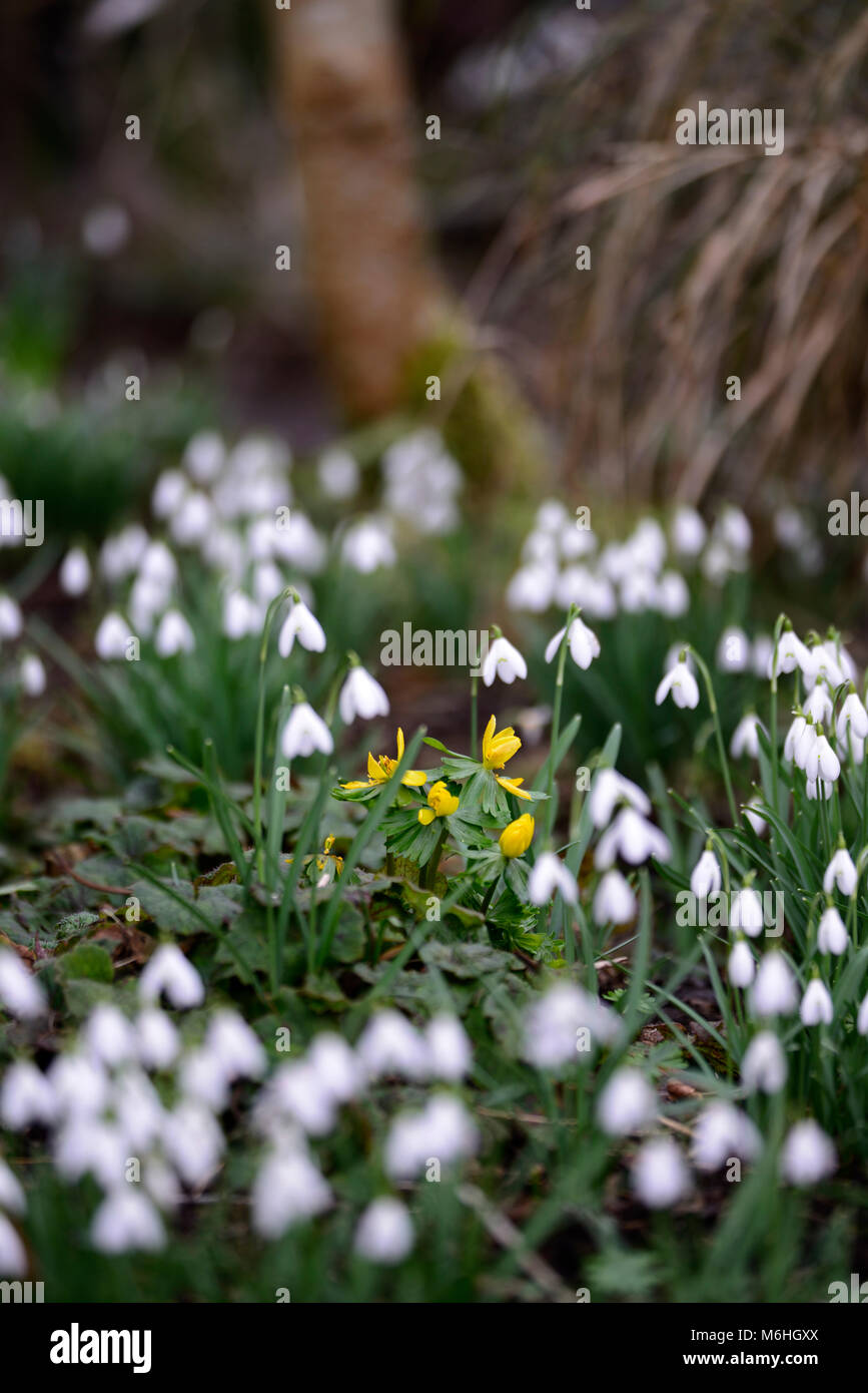 galanthus, eranthis, snowdrop, snowdrops, spring, yellow,white,flower ...