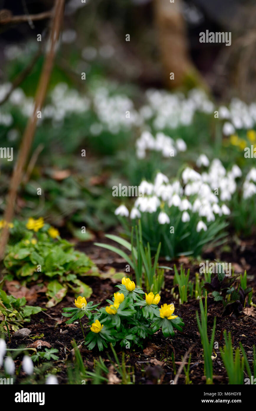 galanthus, eranthis, snowdrop, snowdrops, spring, yellow,white,flower ...
