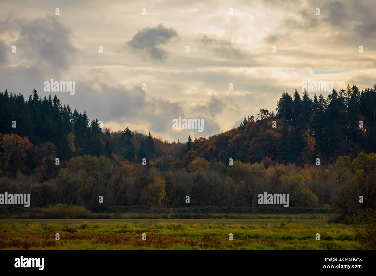 Field and forest in fall Stock Photo - Alamy