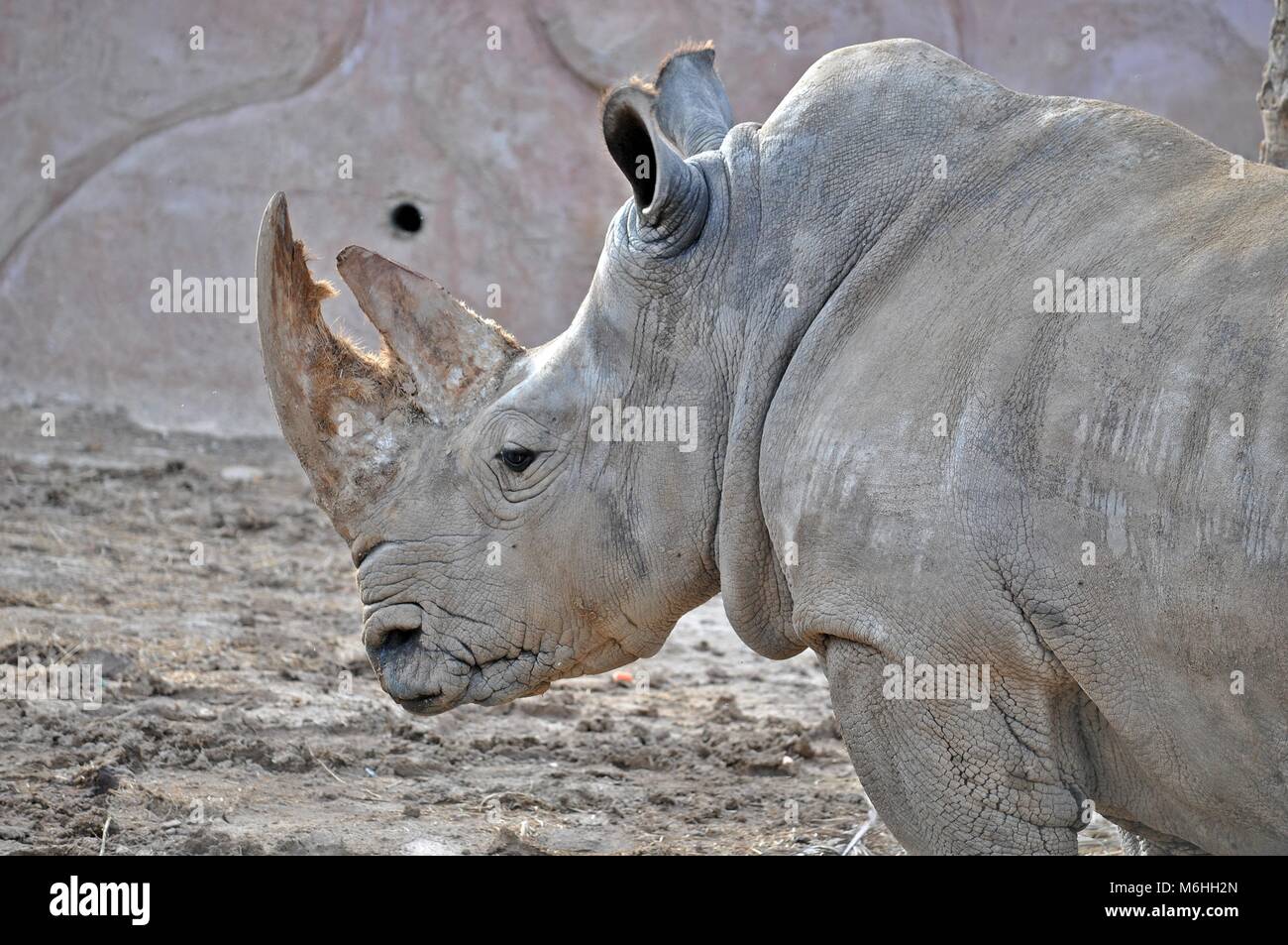 Rhino Eye Stock Photos & Rhino Eye Stock Images - Alamy