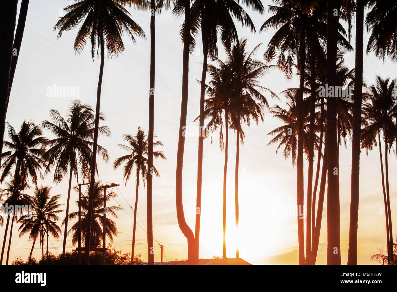 Coconut tree with sunrise at the sea Stock Photo - Alamy