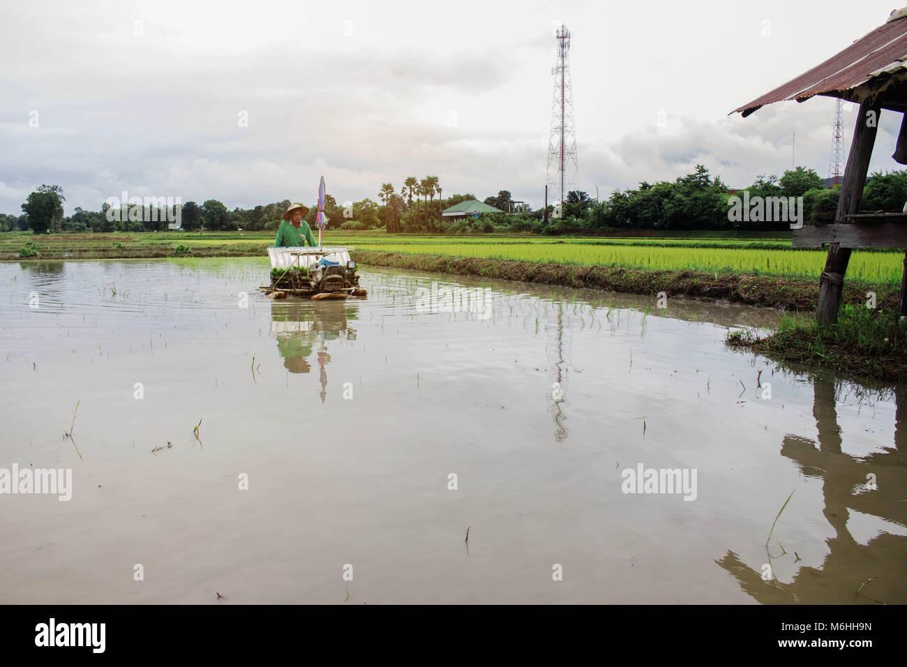 Farmers are planting rice on rice fields Stock Photo - Alamy