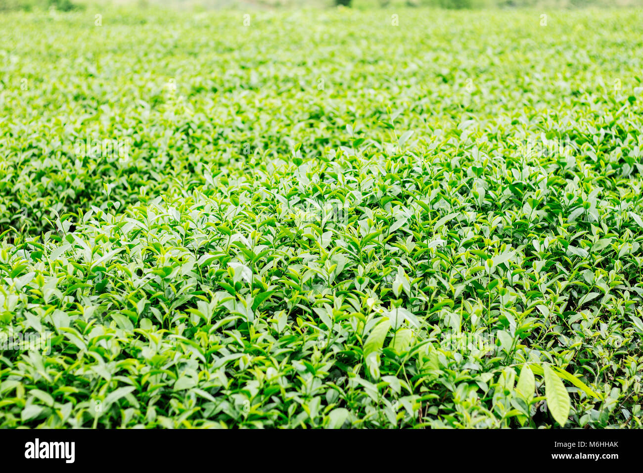 Growing young tea leaves on natural green background Stock Photo - Alamy