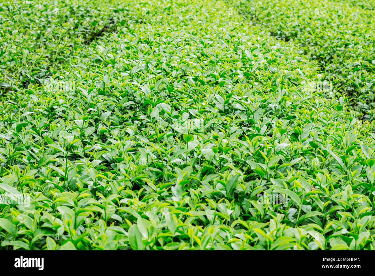 Growing tea leaves with a green background Stock Photo - Alamy