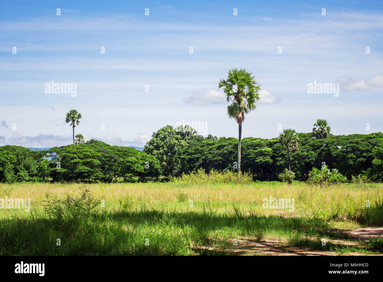 Palm tree on the countryside with blue sky Stock Photo - Alamy