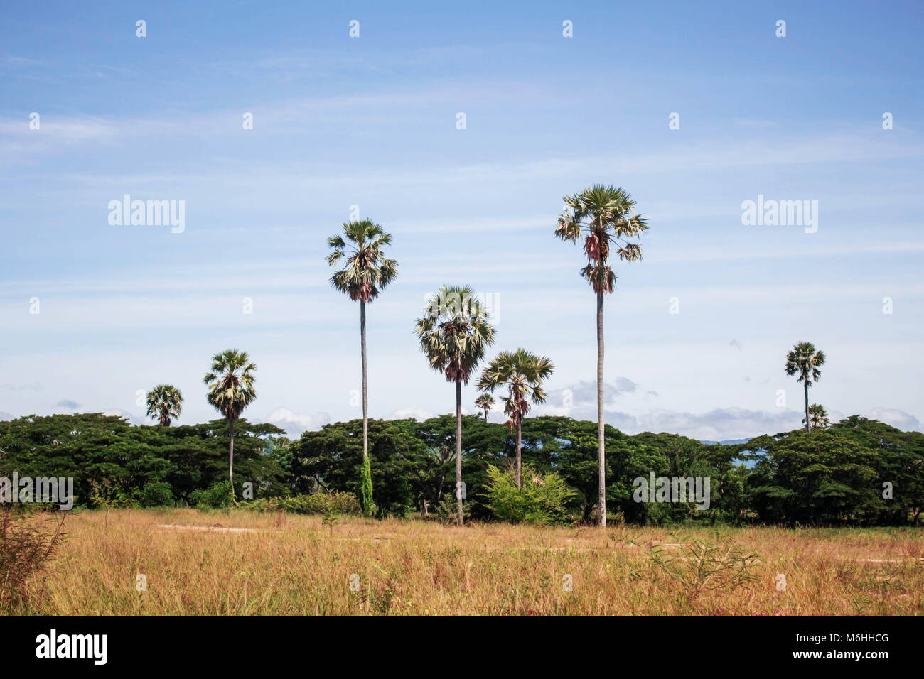 Palm tree with grassland in the countryside with blue sky Stock Photo ...