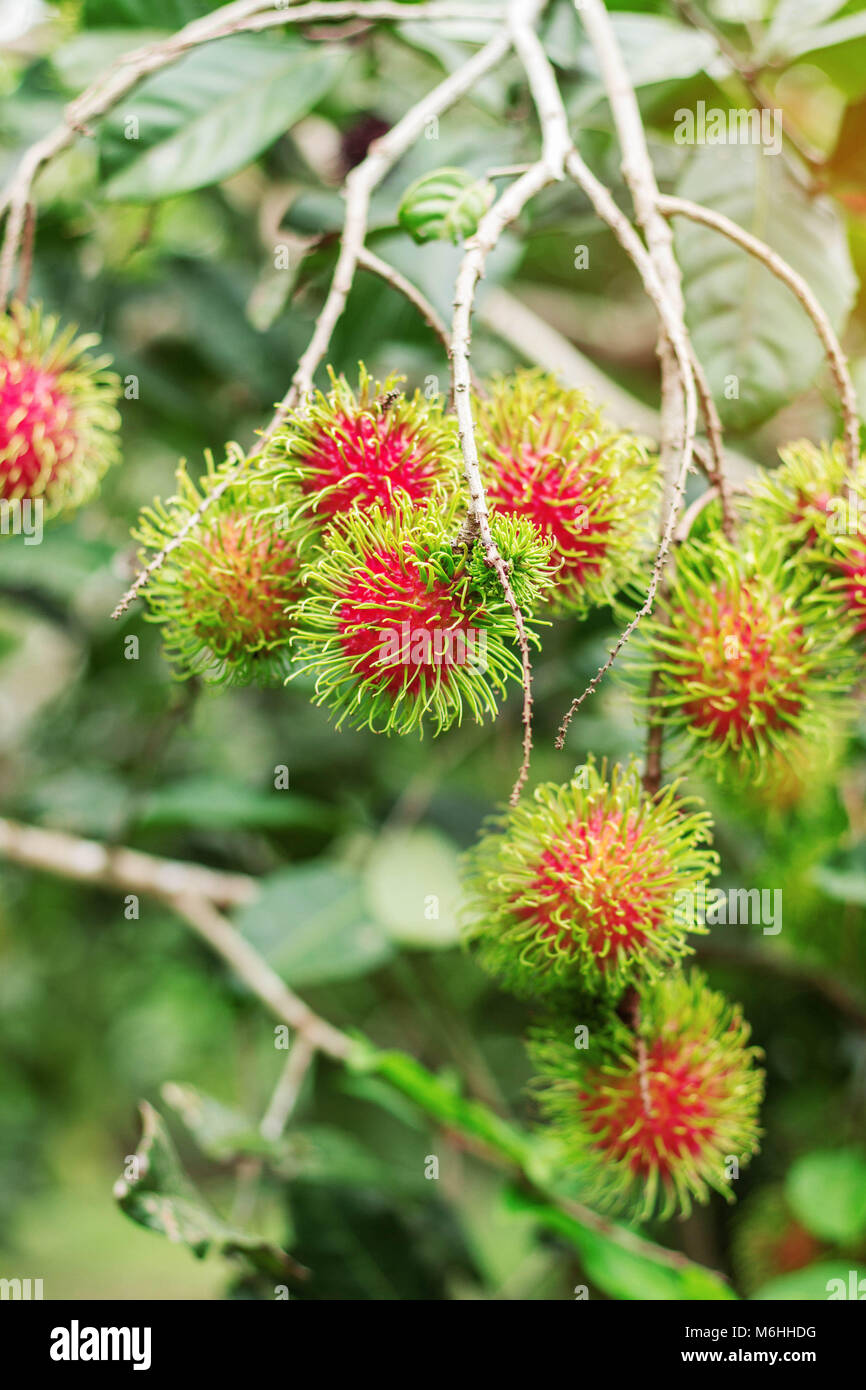 Rambutan on tree with sunlight in the daytime Stock Photo - Alamy